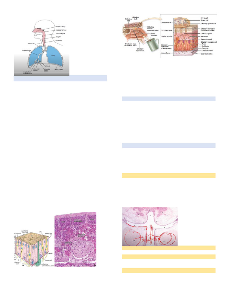 Respiratory System & Urinary System | PDF | Lung | Epithelium