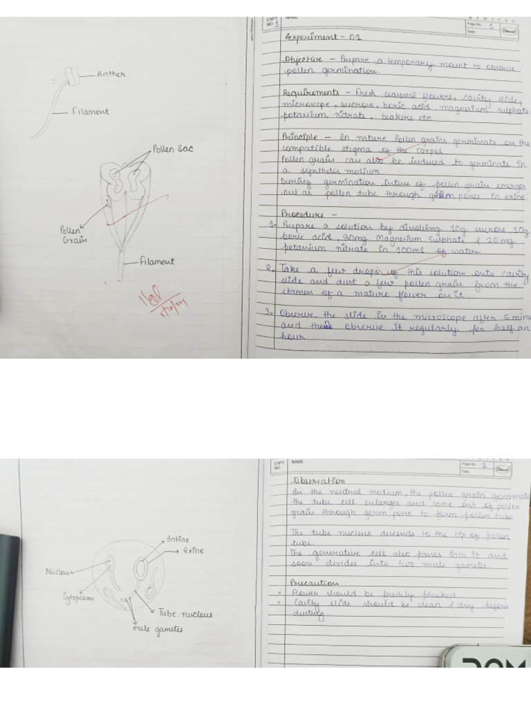 pollen germination, dna isolation, mitosis slide preparation | PDF