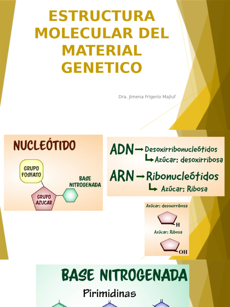 Estructura Molecular Del Material Genetico | PDF