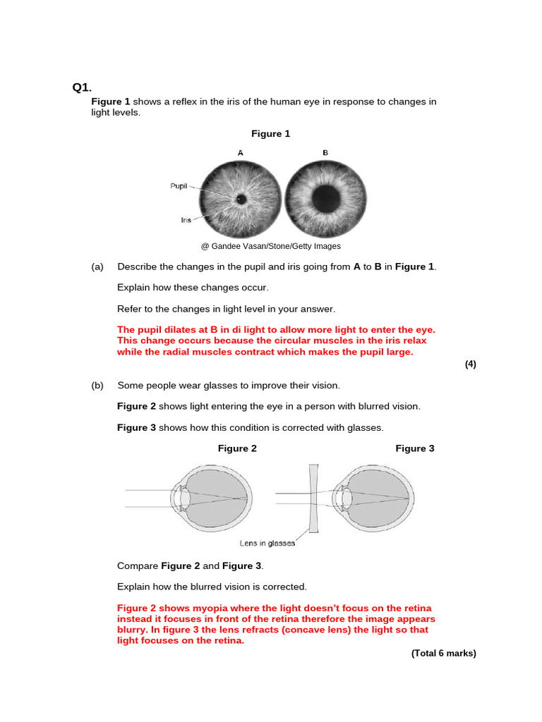 Iris Muscle Response to Light Changes | PDF | Eye | Neuron