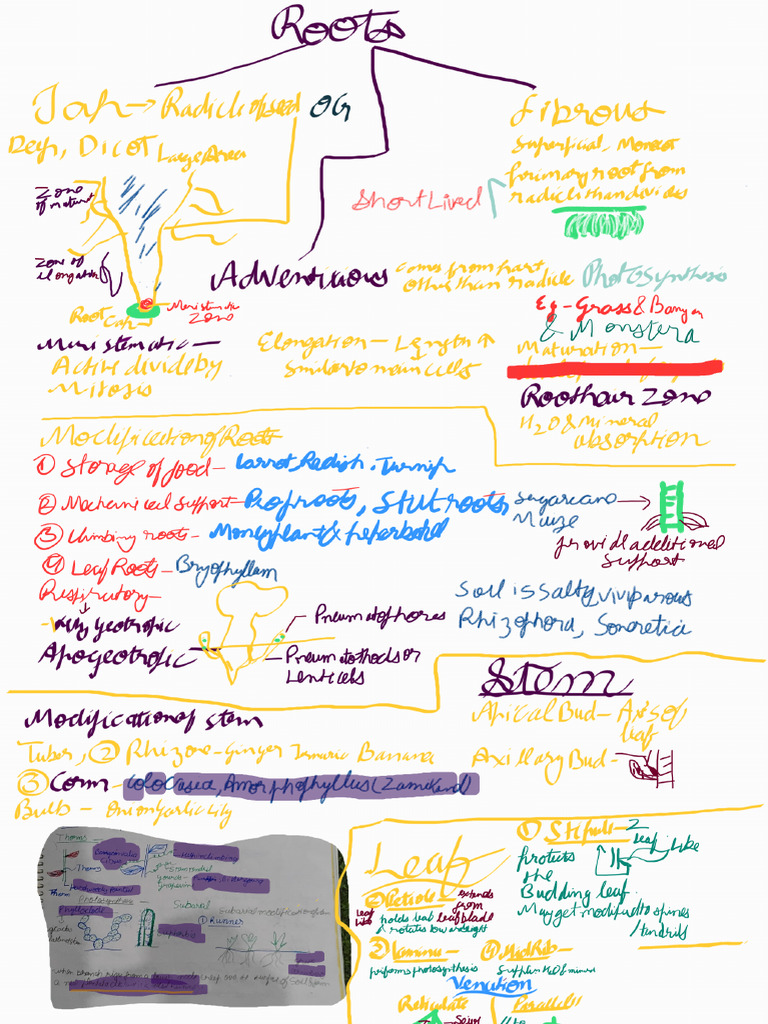 Roots Notes - 250305 - 224506 | PDF