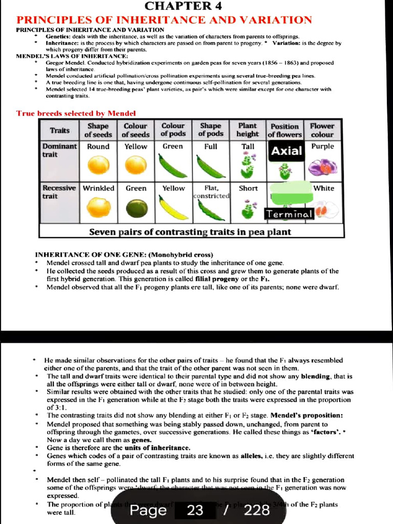 Class 12 Principle of Inheritance Notes | PDF | Dominance (Genetics ...