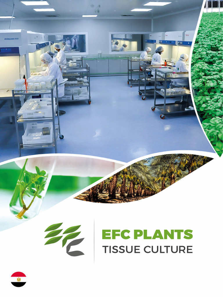 Scroll Down PDF EFC Plants AR | PDF