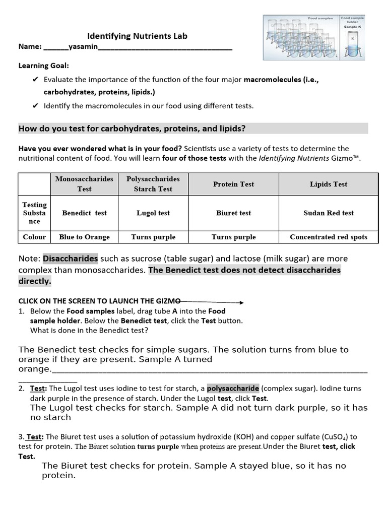 _SBI4U1-41_ LAB = Identifying Nutrients | PDF | Carbohydrates | Foods