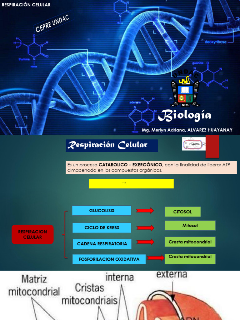 SEMANA 11 - RESPIRACION CELULAR | PDF | Respiración celular | Glucólisis