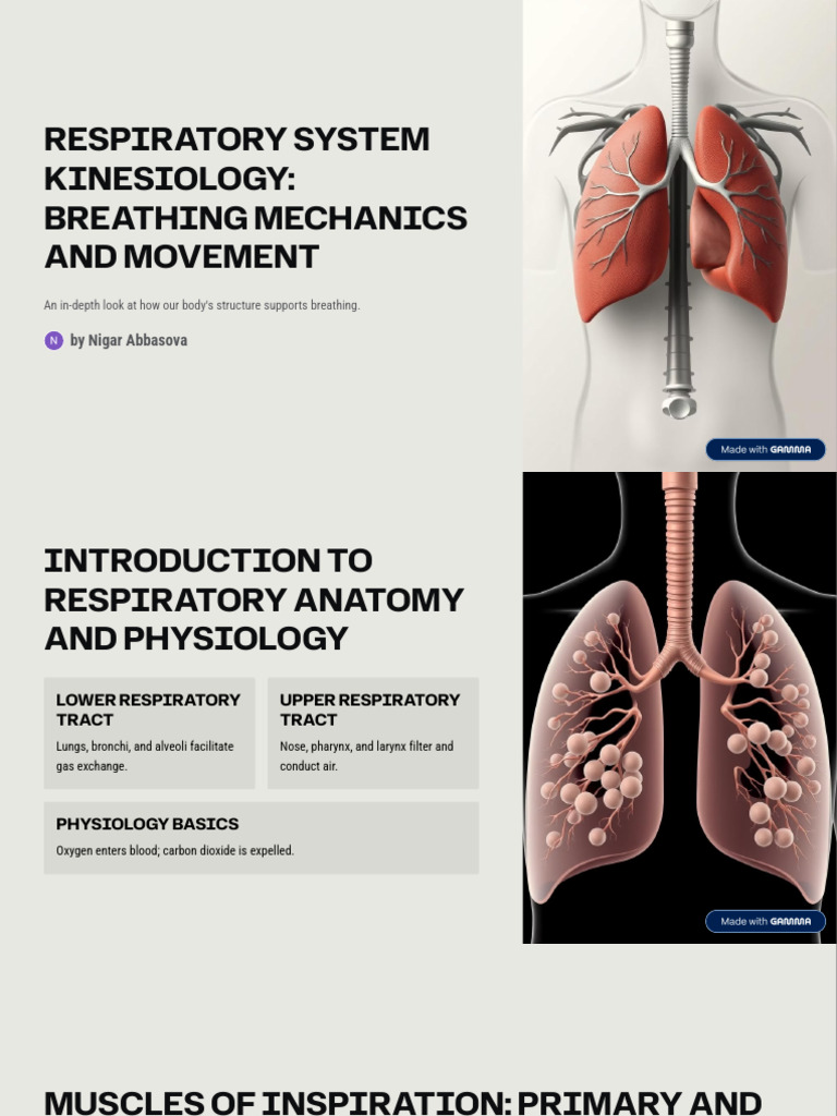 Respiratory System Kinesiology Breathing Mechanics and Movement | PDF ...