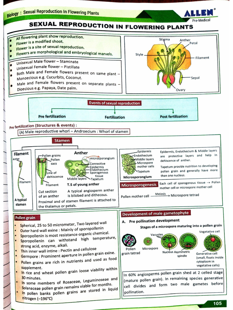 Sexual Reproduction in Flowering Plants Ncert Notes | PDF
