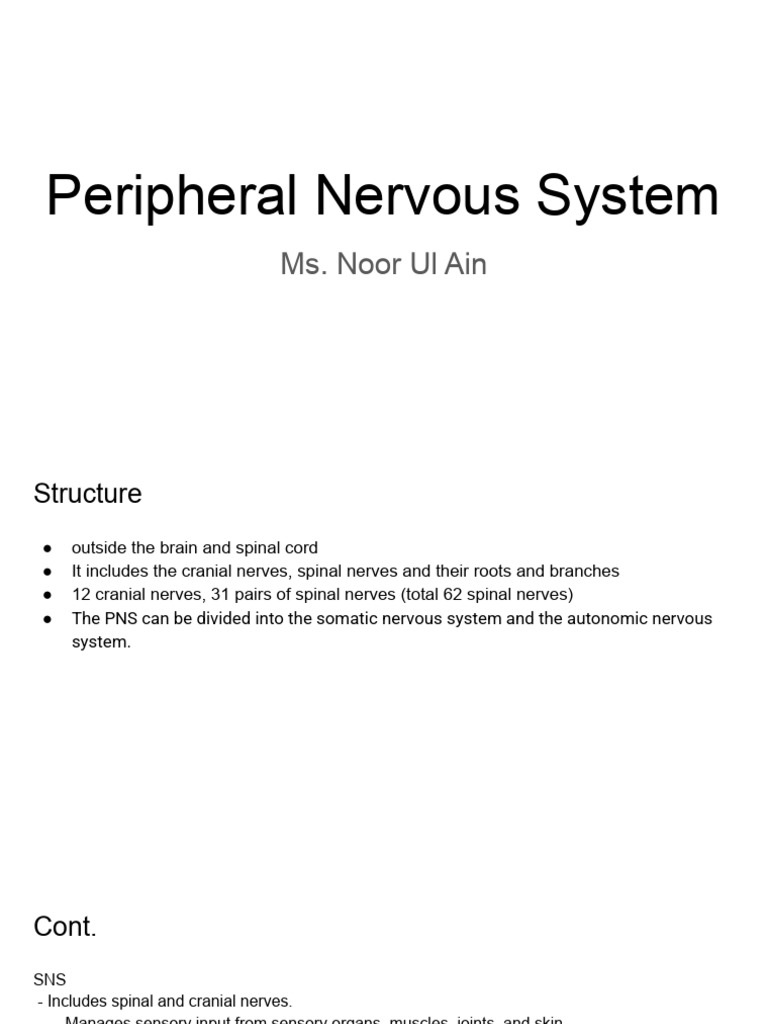 Peripheral Nervous System | PDF | Nervous System | Nerve
