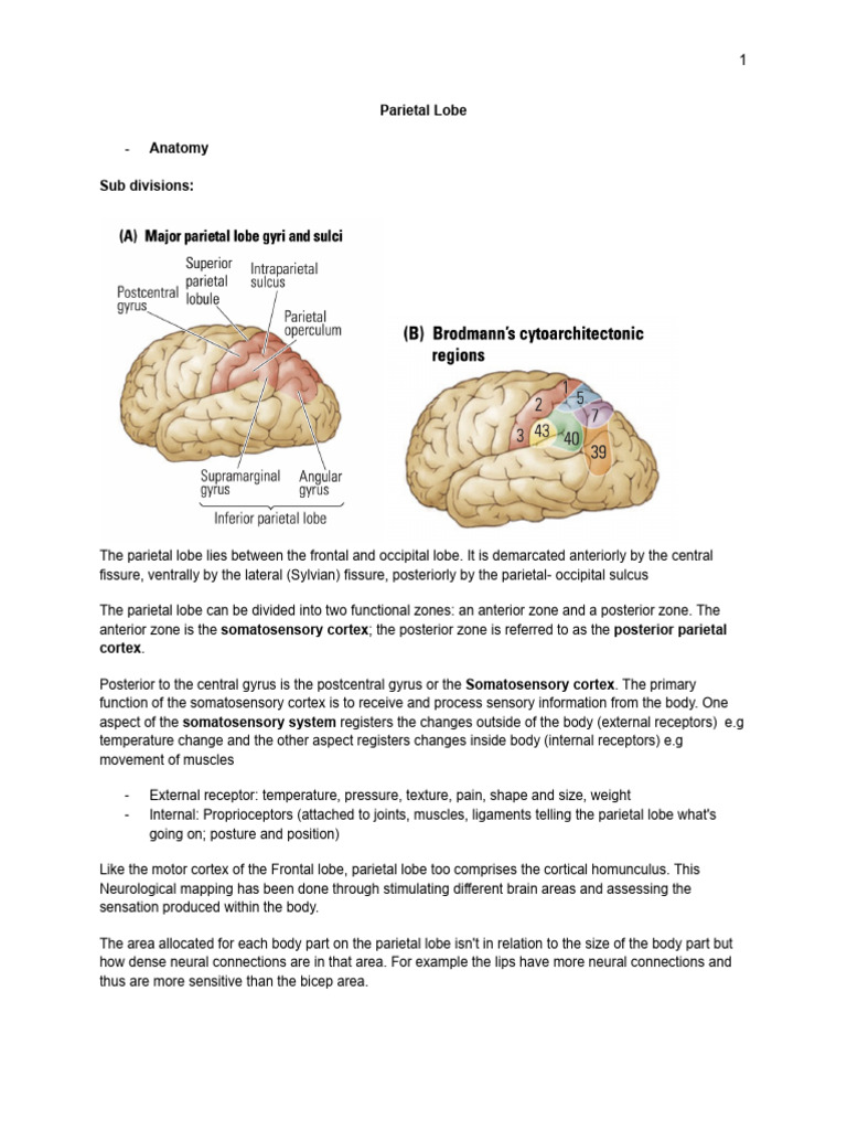 Parietal Lobe | PDF | Parietal Lobe | Somatosensory System