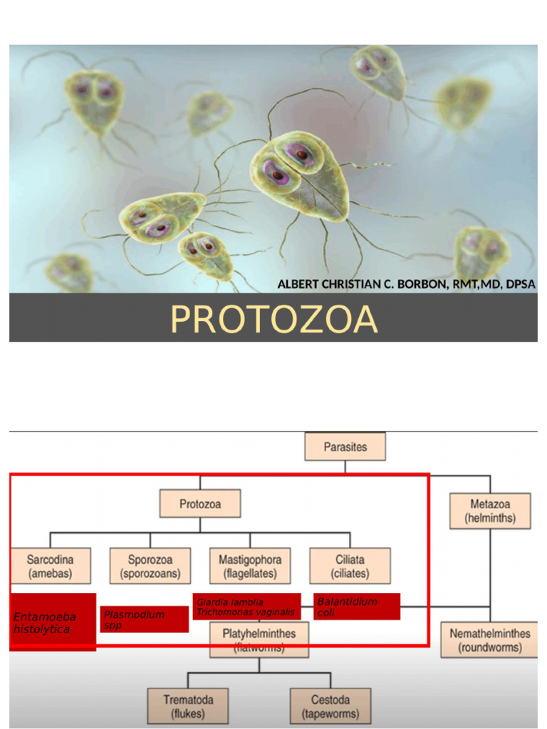 Protozoa Slides | PDF