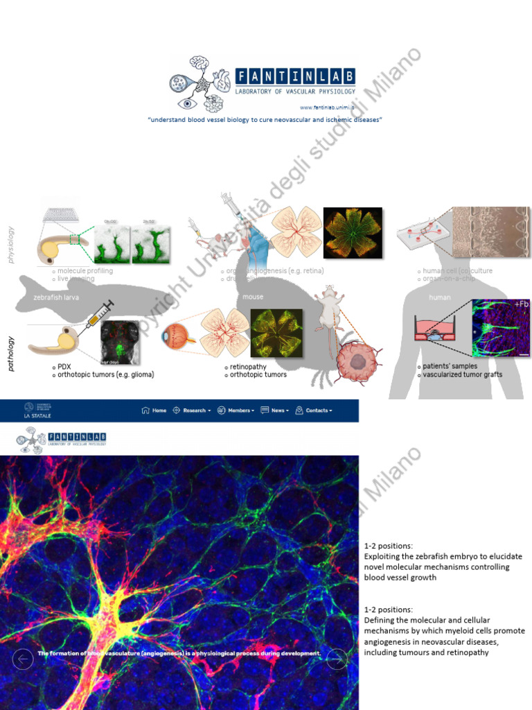 01 Athero ROS NO Inflammation 2024 - Watermark | PDF | Atherosclerosis ...