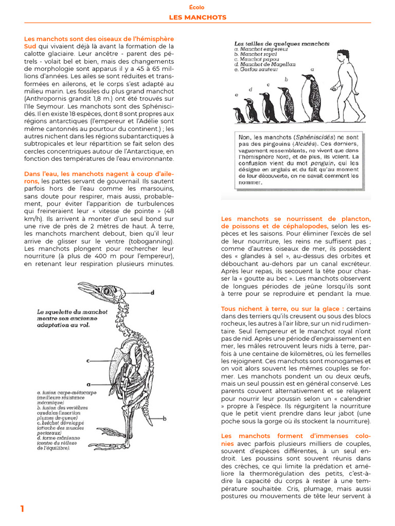 Caractéristiques des manchots et espèces | PDF | Sphenisciformes ...
