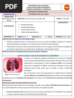 CALCULO DE UREA A PARTIR DE BUN y de BUN A PARTIR DE UREA | PDF