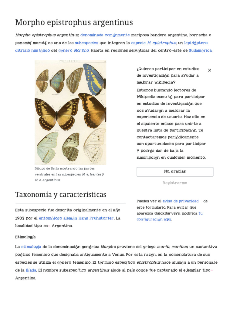 Morpho Epistrophus Argentinus - Wikipedia, La Enciclopedia Libre | PDF