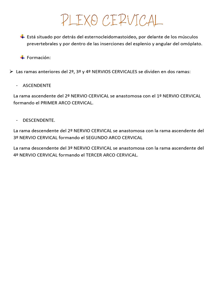 Anatomía del Plexo Cervical y Nervios | PDF | Nervio | Neuroanatomía