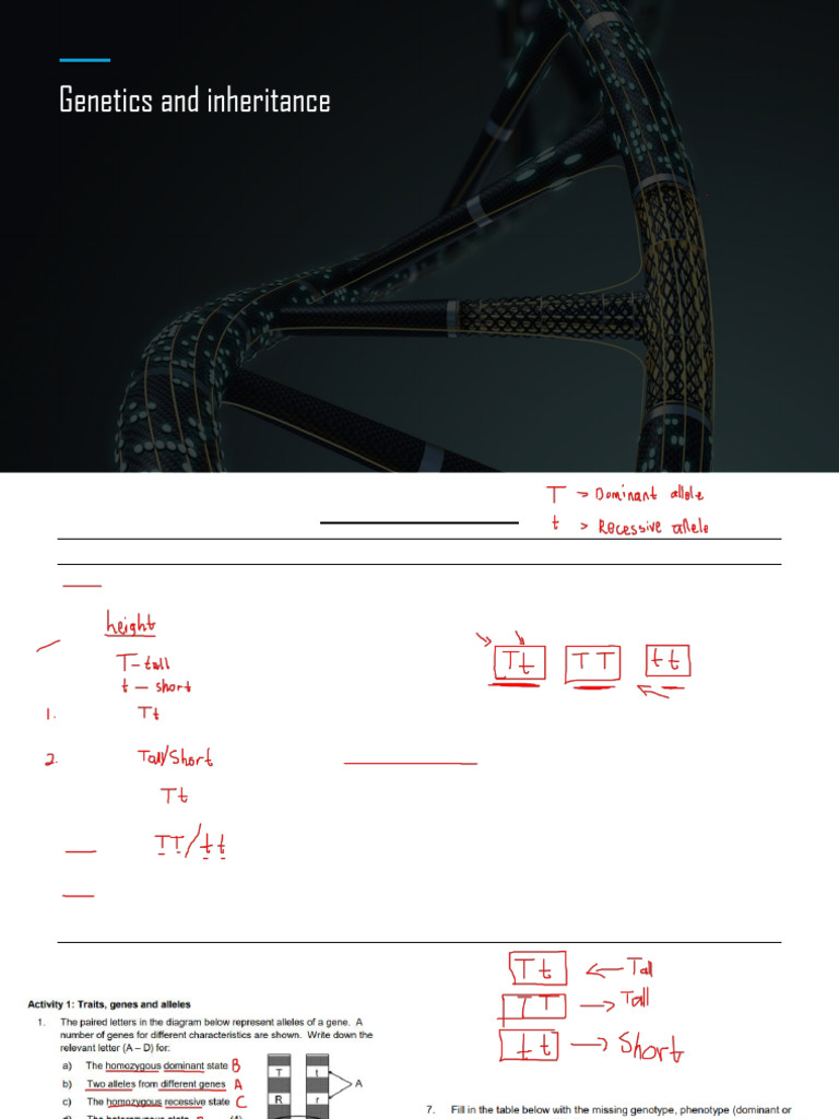 Genetics and Inheritance 2 | PDF | Dominance (Genetics) | Allele