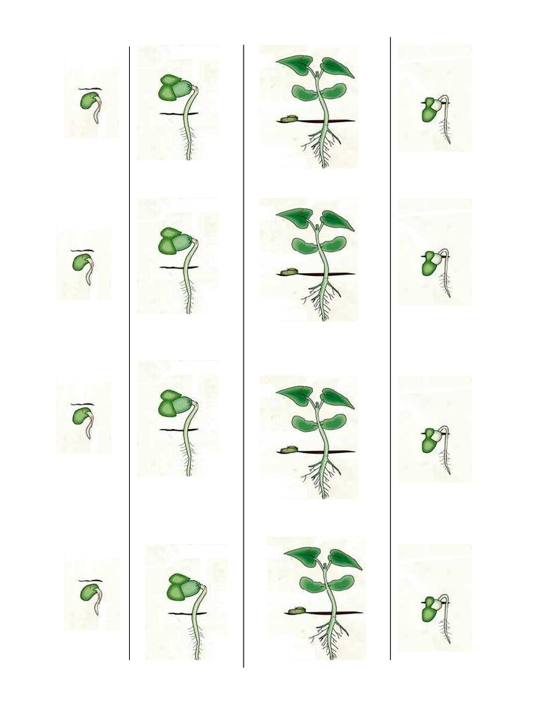 Annexe 3 Bis de La Graine À La Plante GS | PDF