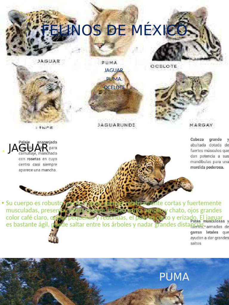 Felinos de México | PDF