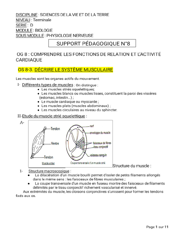 TD Systeme Musculaire | PDF