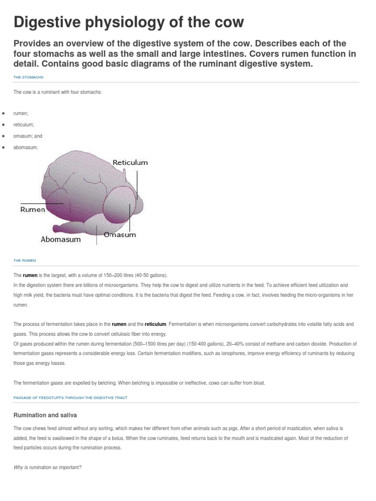 Cow Digestive System Overview | PDF | Ruminant | Digestion