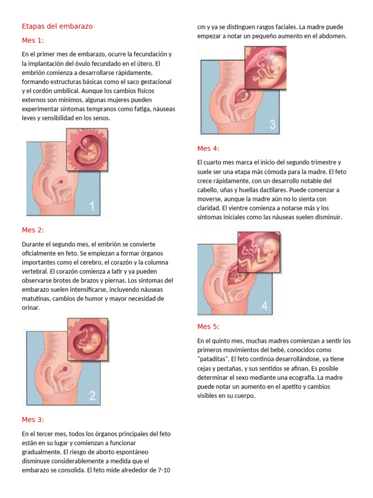 Etapas Del Embarazo | PDF | El embarazo | Parto