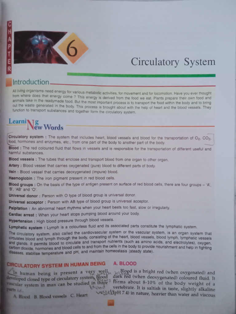 Biology Book Circulatory System | PDF | Heart Valve | Heart