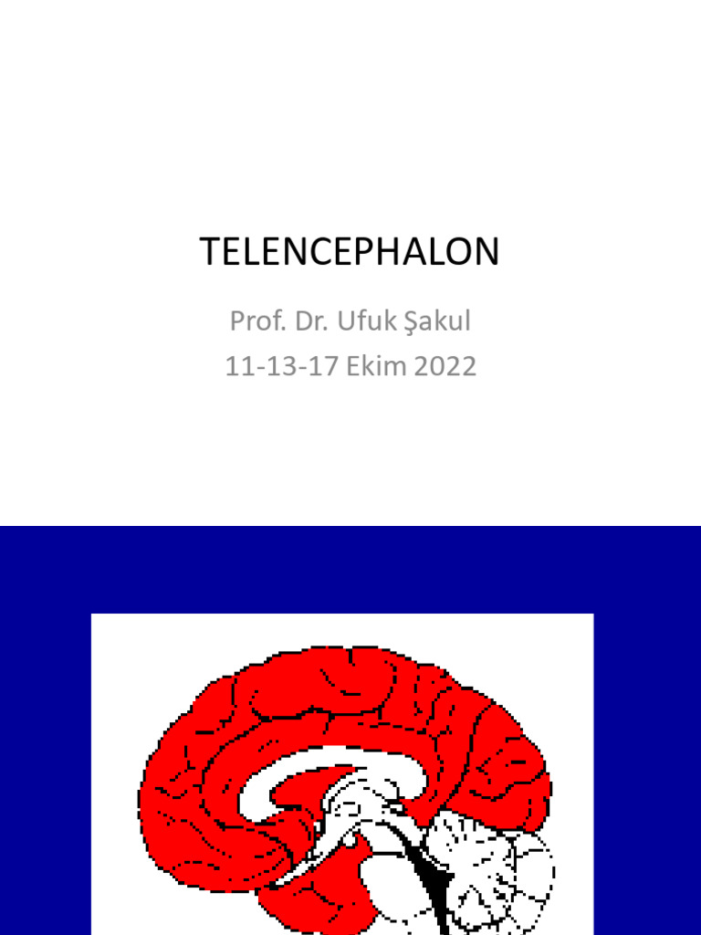 Telencephalon 1. Kurul 2022 Anatomi | PDF