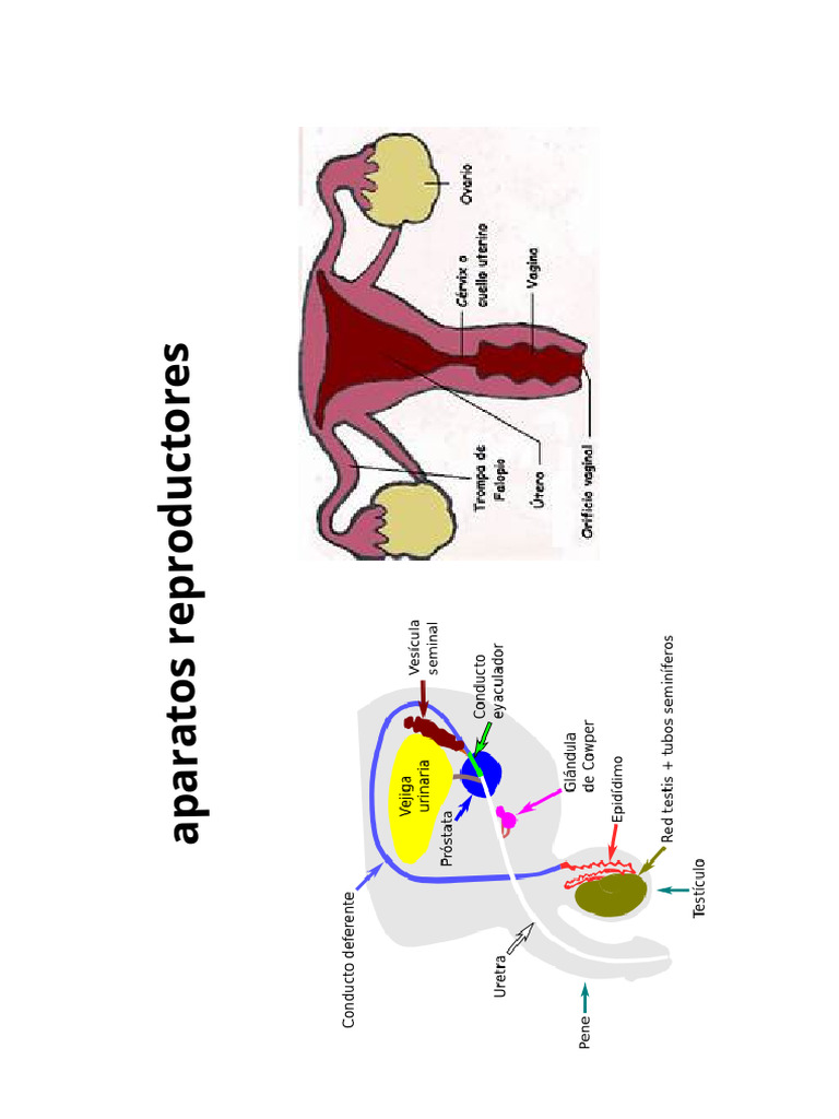 Aparatos Reproductores | PDF