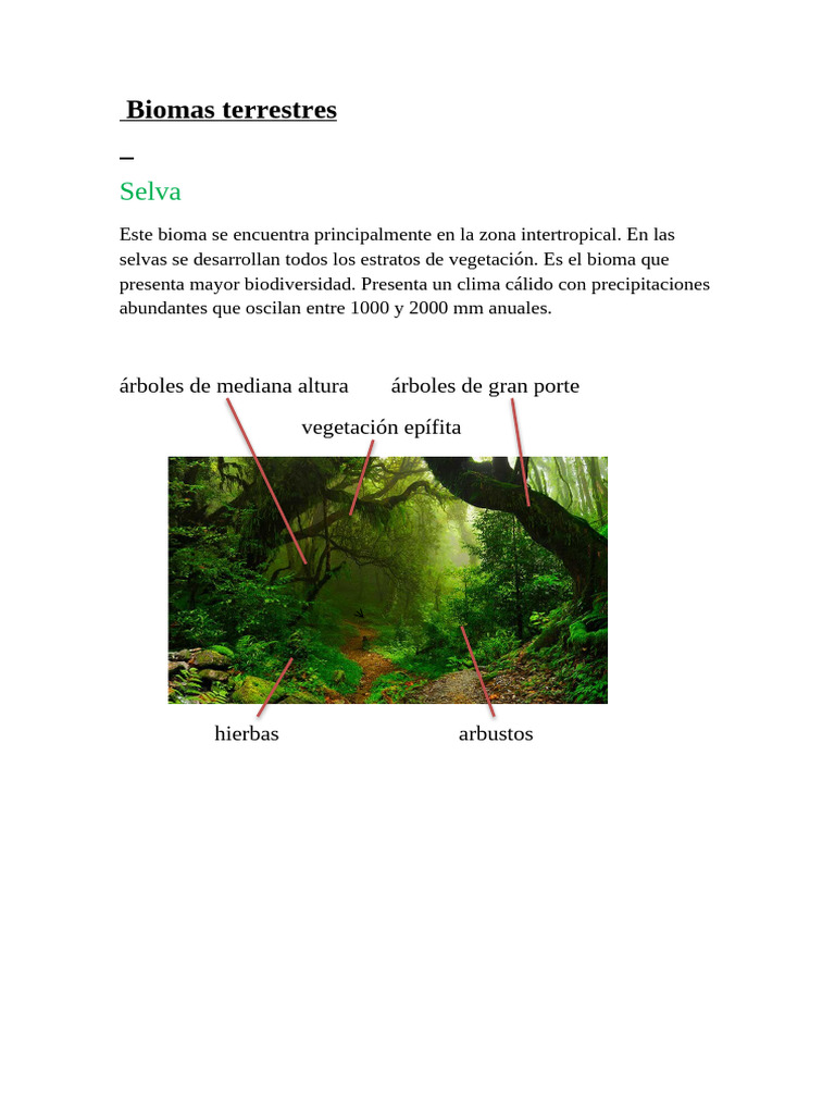 Biomas terrestres xd | PDF | Zona tropical | Selva