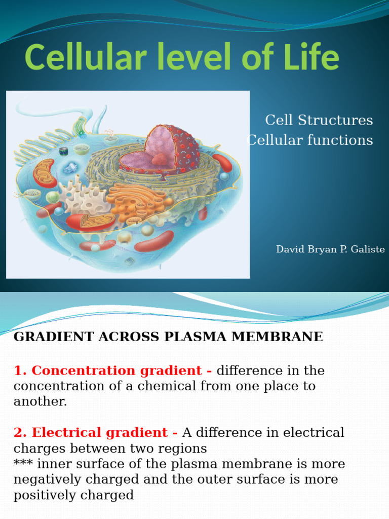 Cellular Level of Life-Part 2 | PDF | Cell Membrane | Diffusion