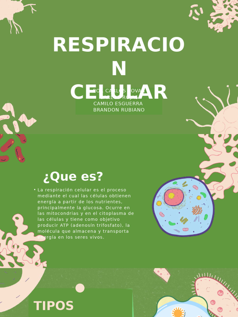 Respiracion Celular | PDF