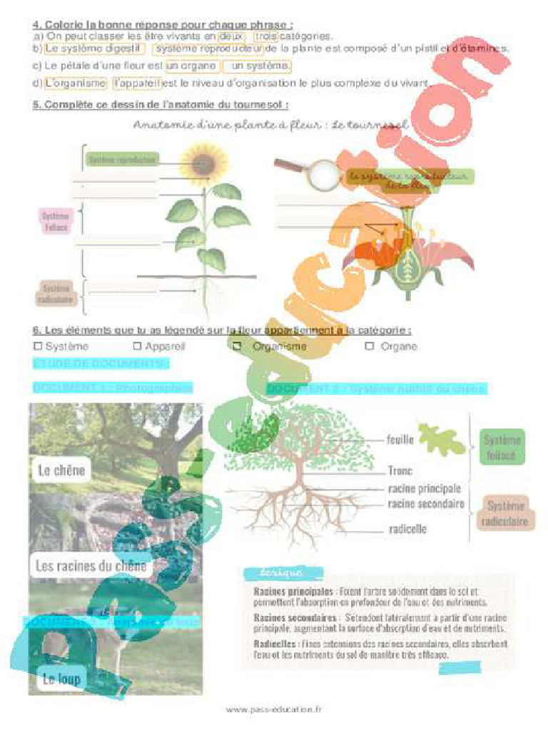 Img - 6 Evaluation Organisation Des Etres Vivants cm1 Page 1 | PDF