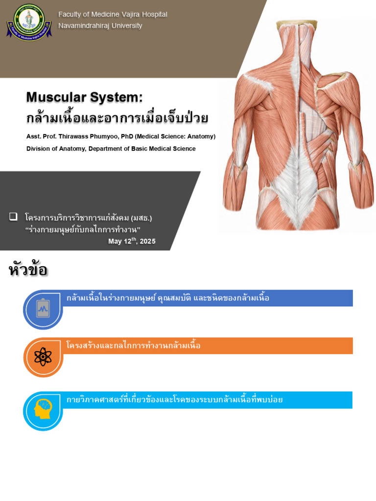 Clinical Anatomy of Muscular System | PDF