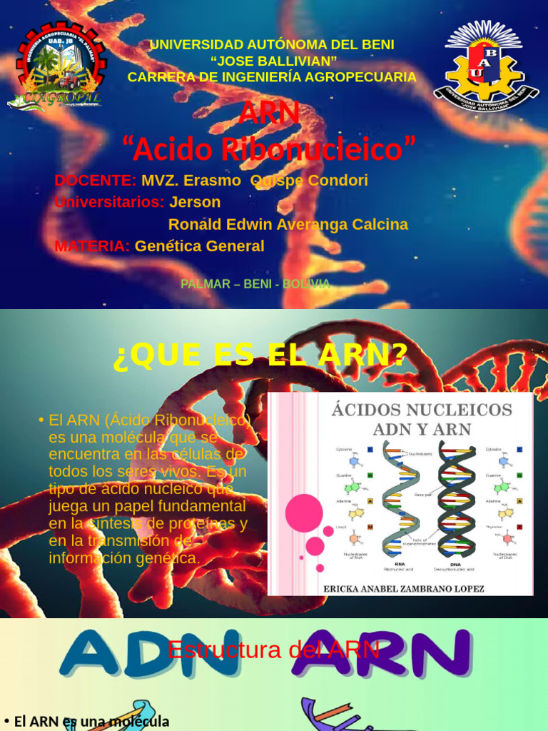 ARN "Acido Ribonucleico": Docente: Universitarios: Materia | PDF