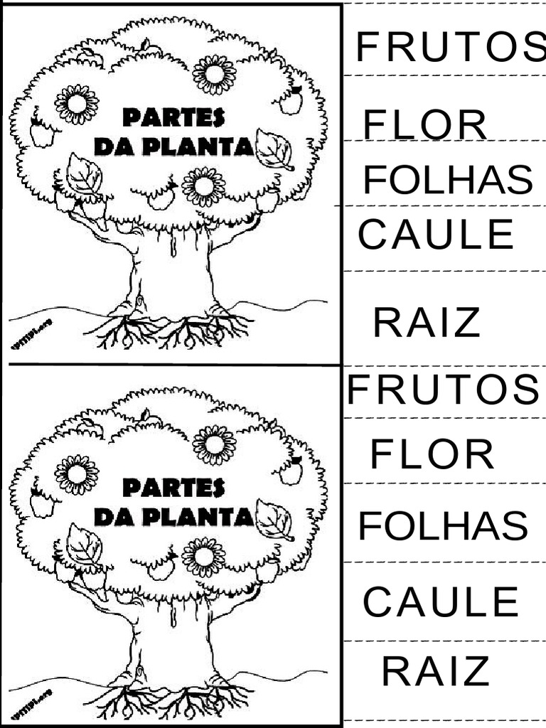 Frutos Flor Folhas Caule Raiz Frutos Flor Folhas Caule Raiz PDF | PDF