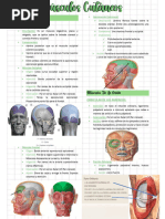 Función del músculo corrugador superciliar | PDF