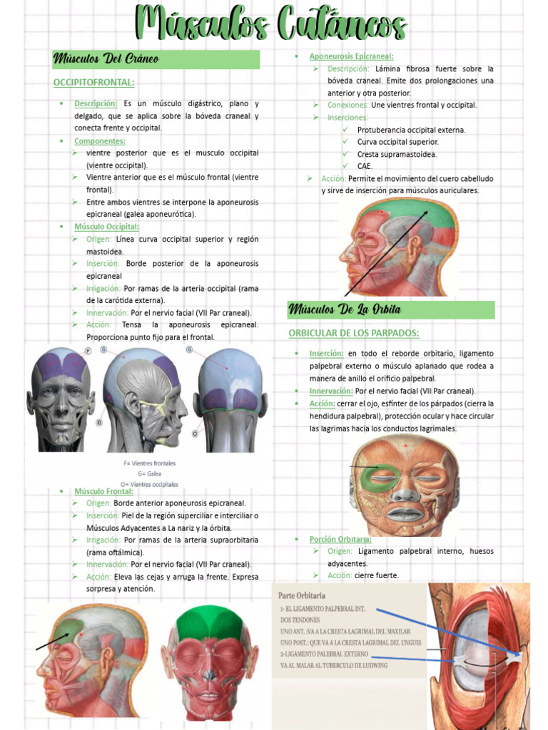 Musculos Cutaneos PDF | PDF | Nariz humana | Cabeza y cuello humanos