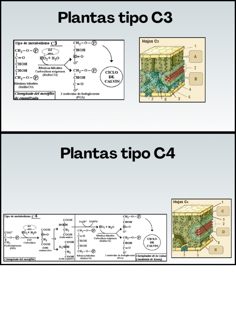 Plantas Tipo C3 | PDF