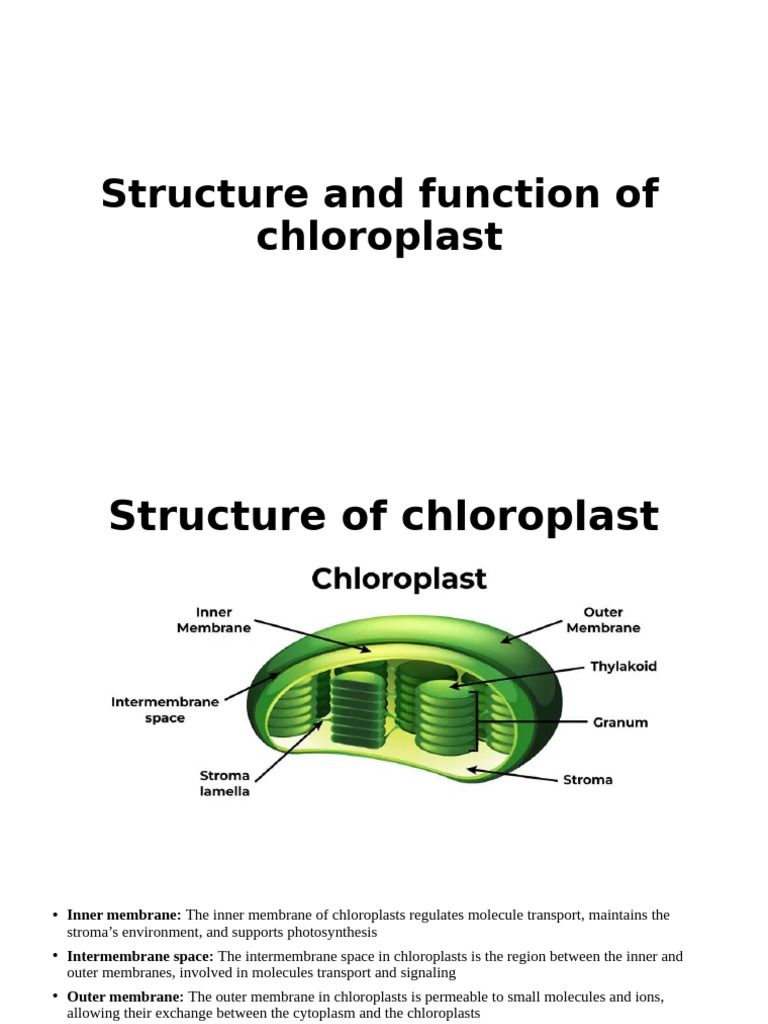 Chloroplast Structure and Function Overview | PDF