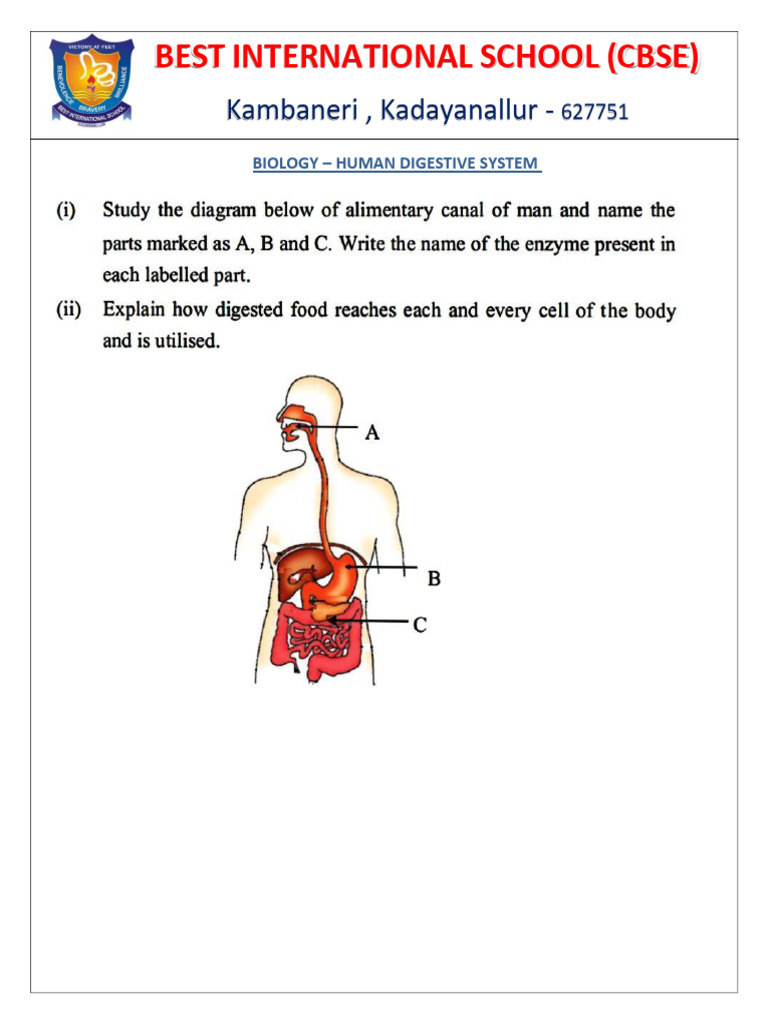 Biology - 5 Mark - Human Digestive System (1) | PDF