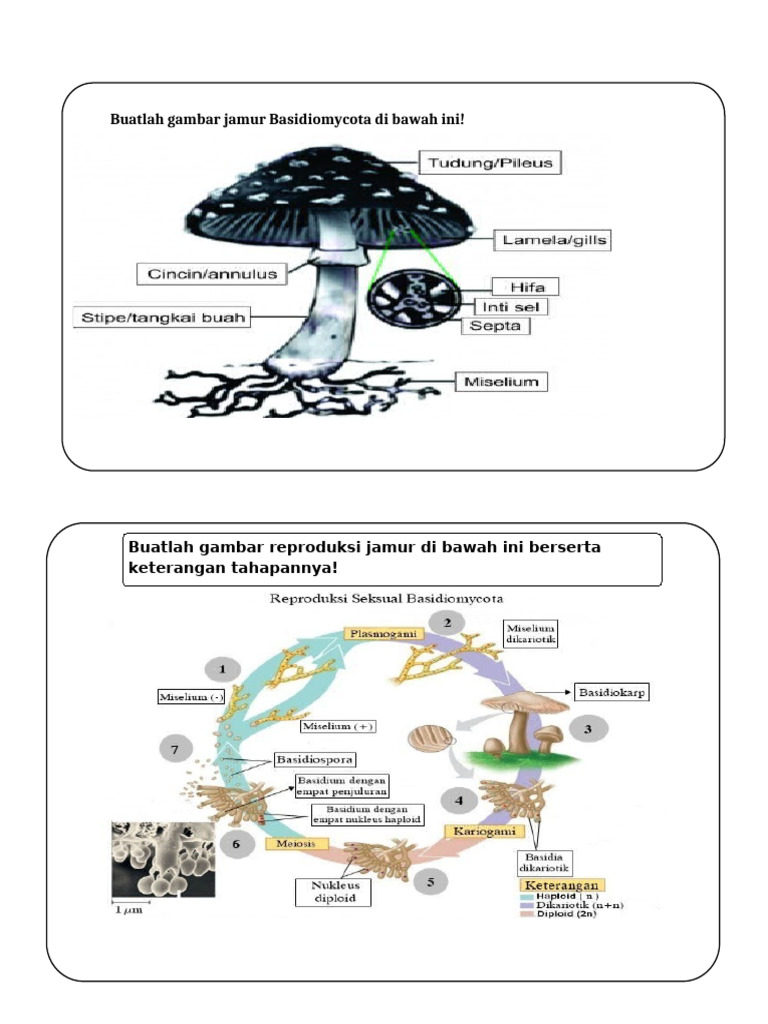 LKPD Fungi Final | PDF