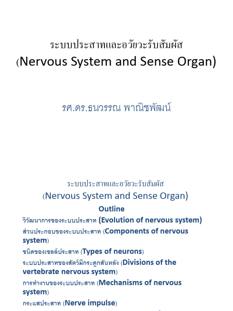 Nervous System | PDF