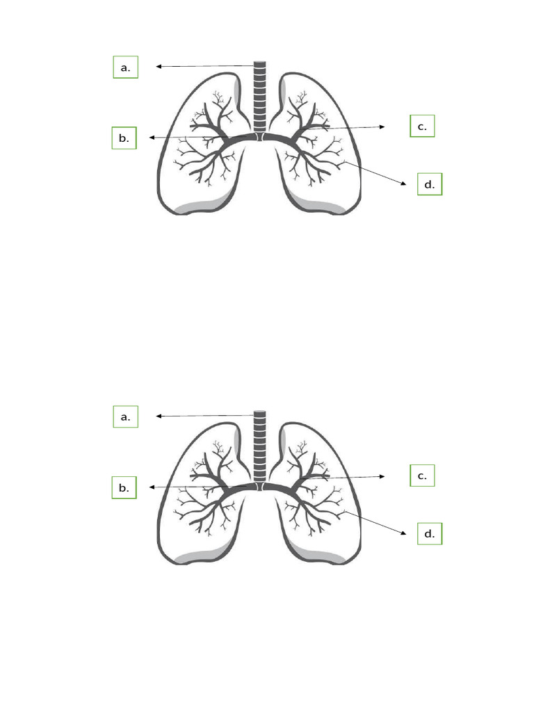 The Lungs | PDF