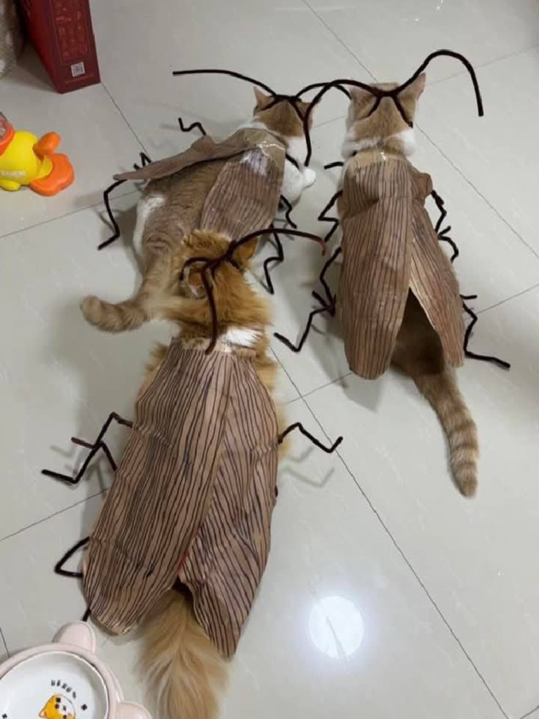 Cockroach Cat | PDF
