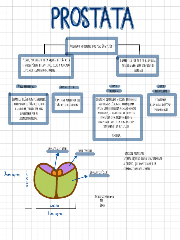 Ca de Prostata | PDF | Próstata | Cancer de prostata