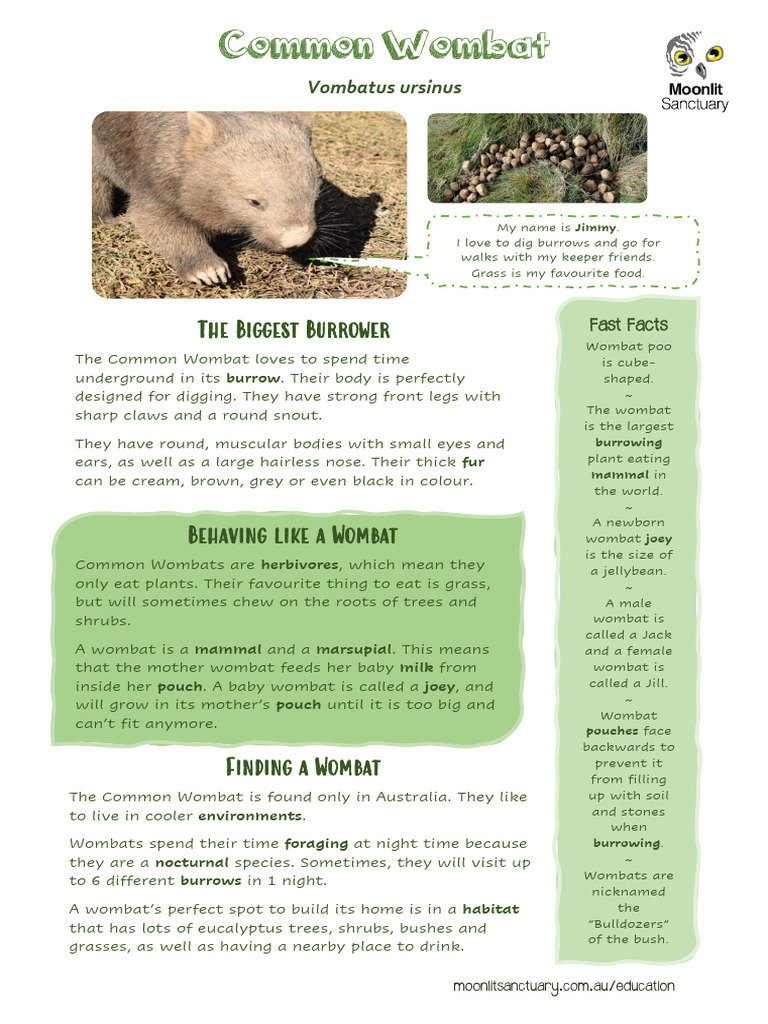 Factsheet Wombat Infographic | PDF | Marsupials Of Australia | Mammals ...