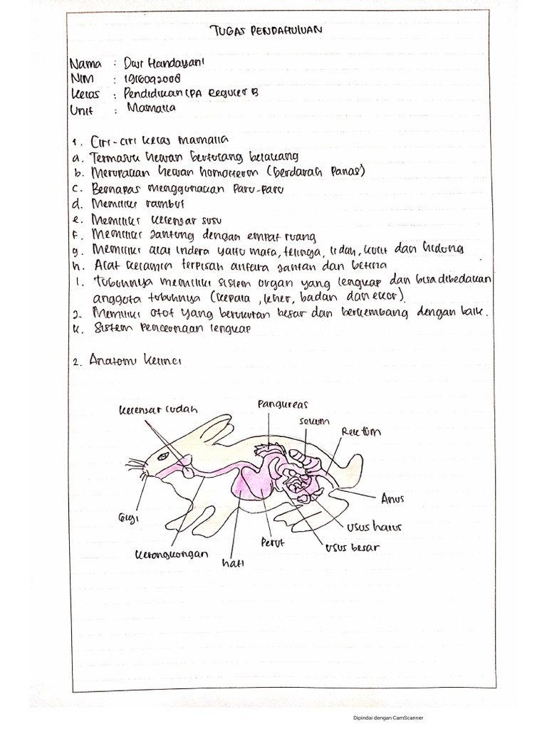 TP Mamalia - Dwi Handayani | PDF