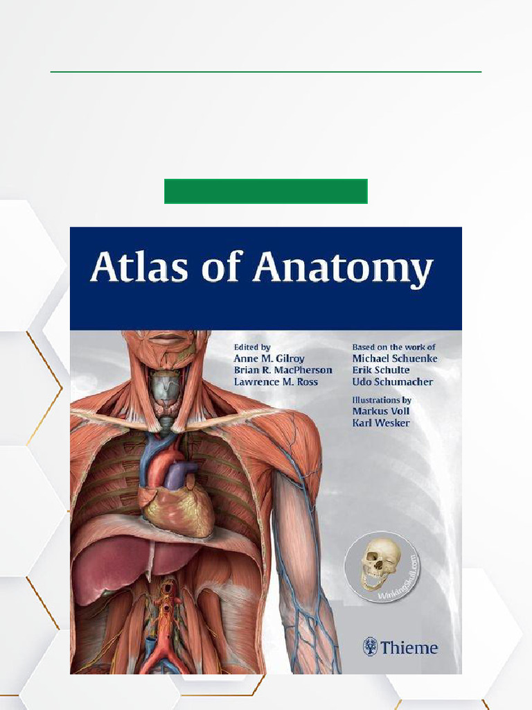 Atlas of Anatomy, 1st Edition Accessible DOCX Download | PDF | Abdomen | Thorax