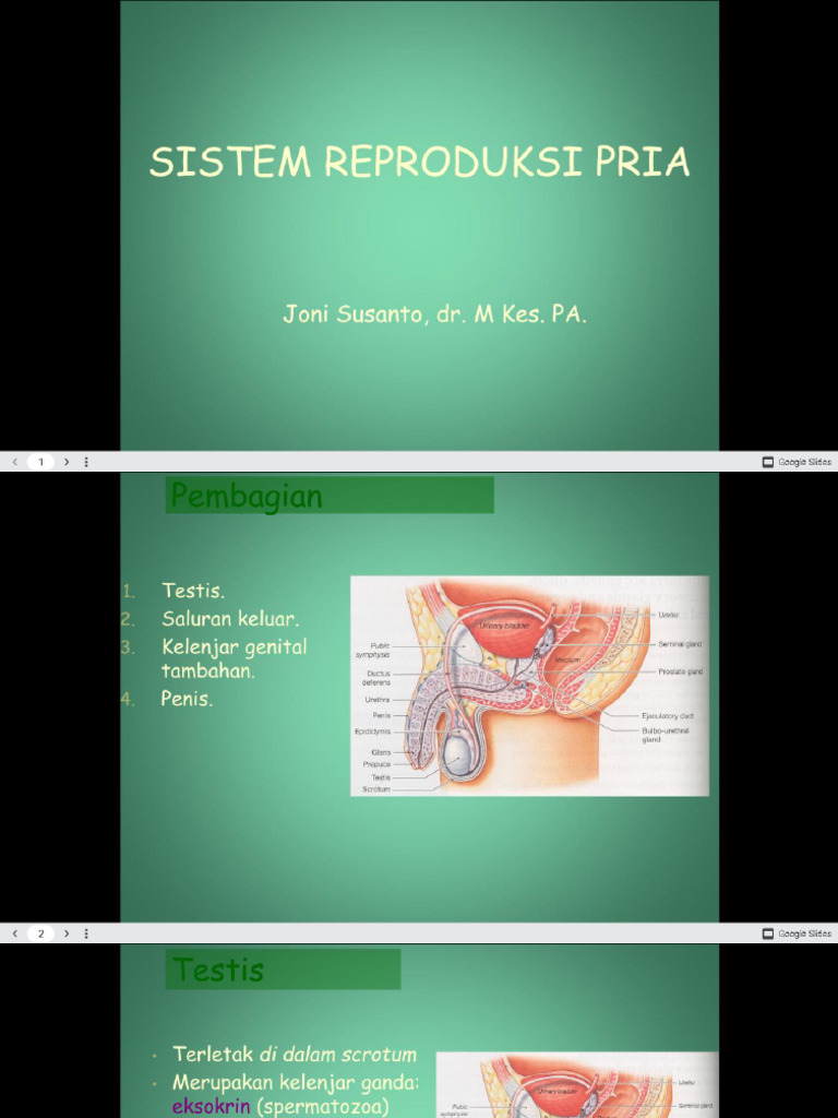 K16 Reproduksi Pria | PDF