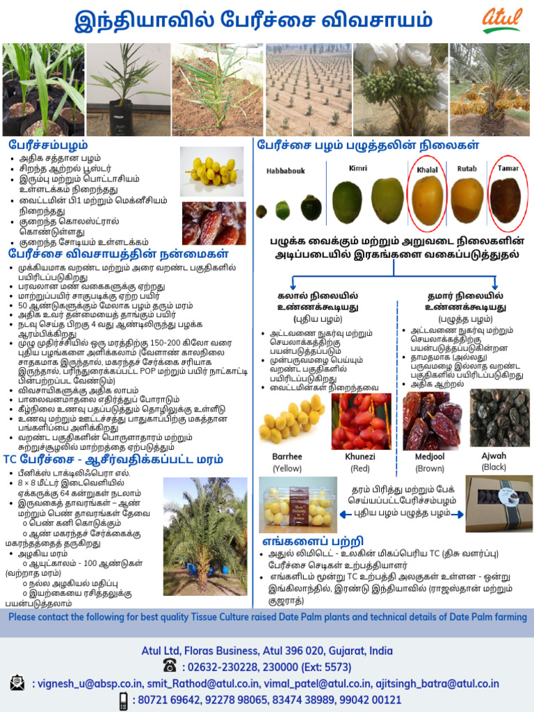 Date Palm Leaflet - Tamil | PDF